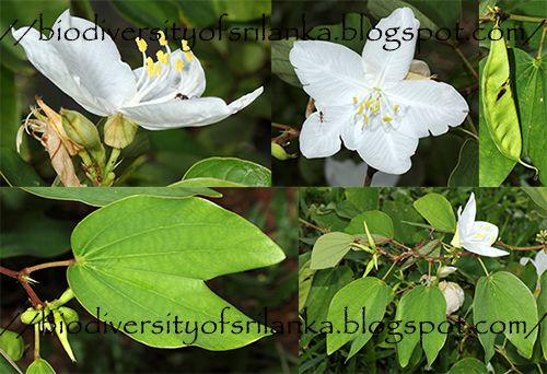 Biodiversity of Sri Lanka: කොබෝ-ලීල[Kobo-leela]/Dwarf white orchid-tree ...