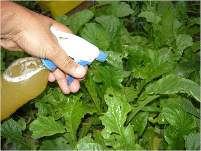 ALTERNATIVA ECOLÓGICA: PREPARADO CASERO A BASE DE TARWI (LUPINUS MUTABILIS)