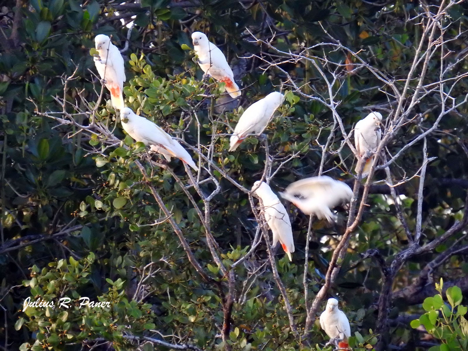 LOGSAC: Katala leads set of Lifers in my Palawan Solo Birding