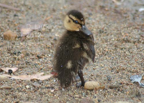 Killdeers, Phoebes and Finches (and Ducks!): Down to 5 ducklings, 1 sick