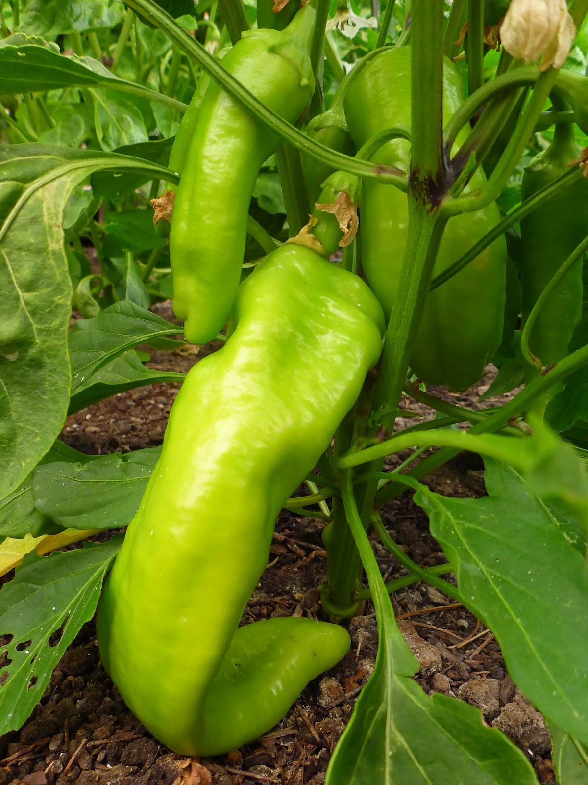 From Seed To Table: Pepper Progress Report