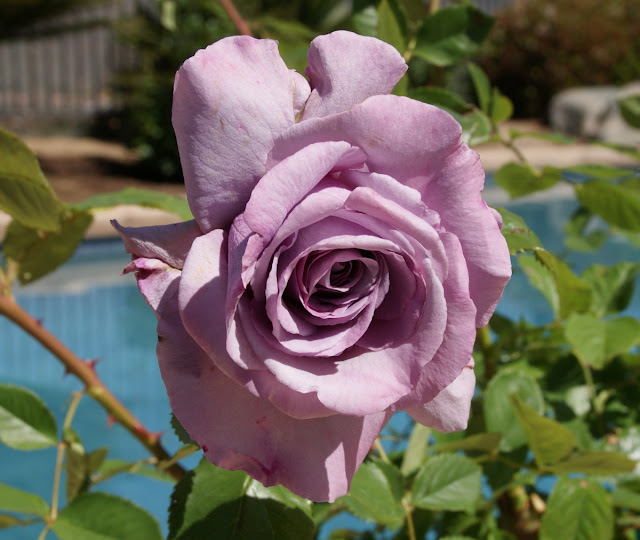 Organic Garden Dreams: Rose of the Month: 'Sweetness'