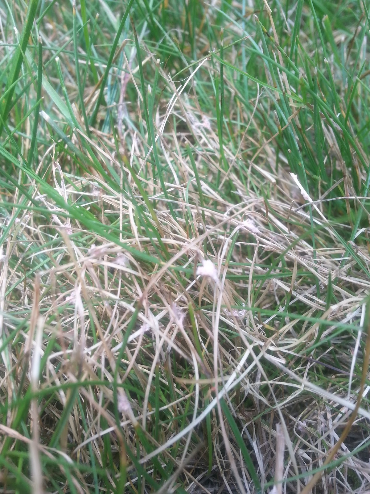 Lawn*Doctor Lawn Care Insights: Red thread lawn disease
