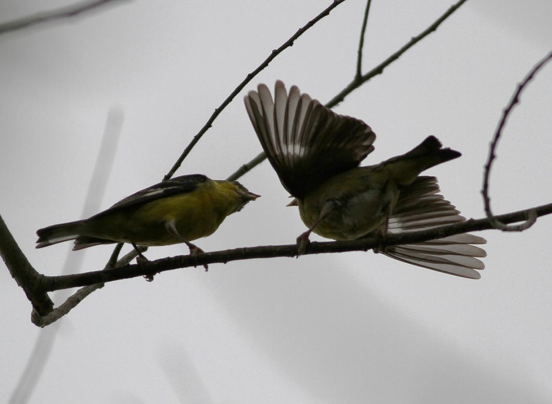 Jo's Morning Walk: Guajome Park "a Place of the Frogs"