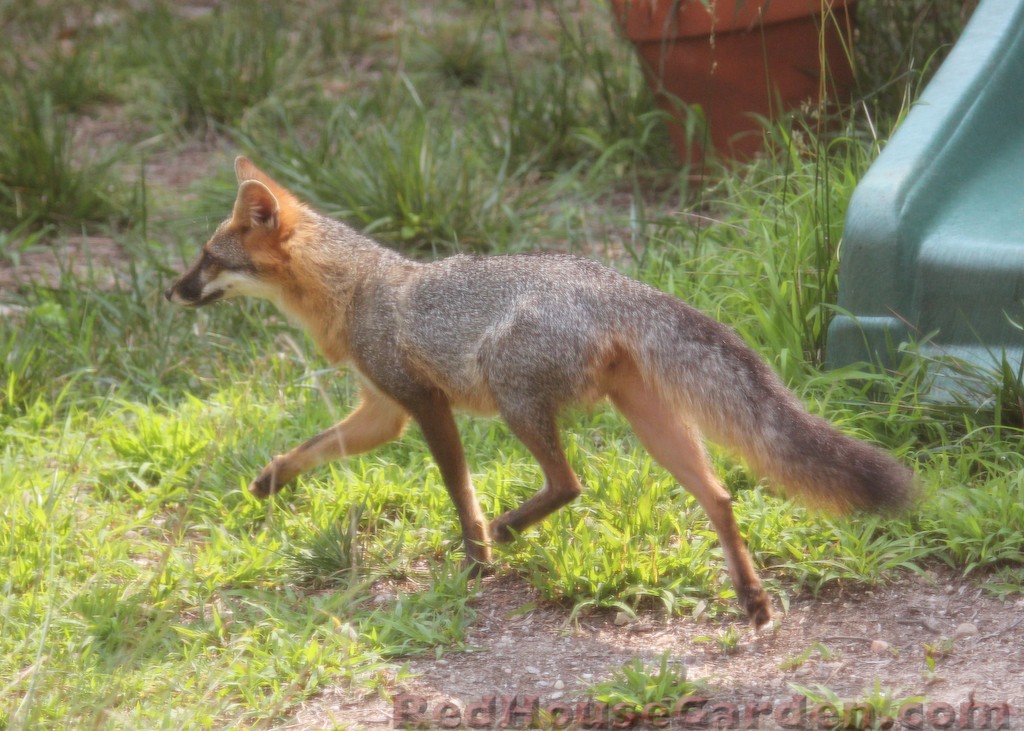 Red House Garden: Fox, Gray Fox