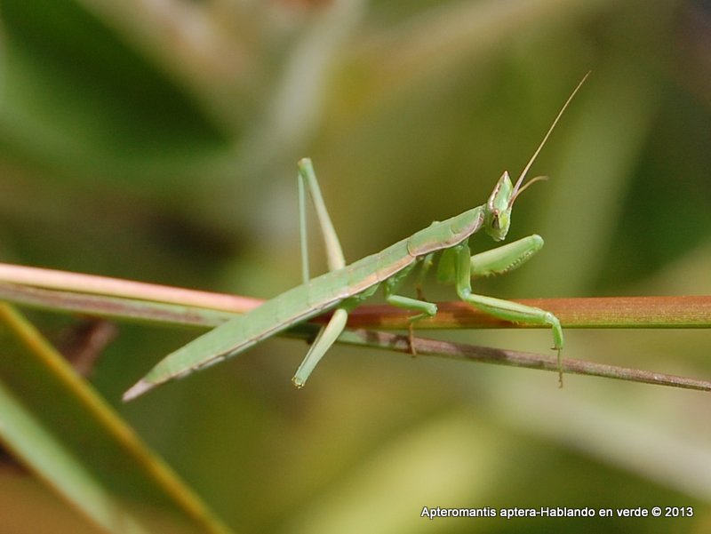 Hablando en verde: Apteromantis aptera