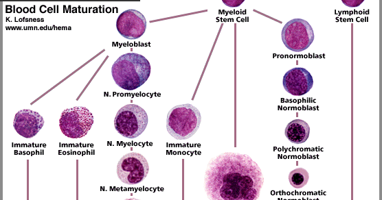 Download: Fungsi dan Ciri-ciri Sel Darah Manusia