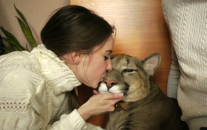 Meet Messi, The Rescued Puma [ Being Ron ]
