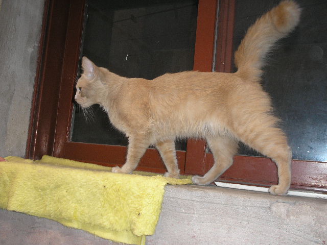 Adoptándonos: Hermoso gato color crema en adopción urgente