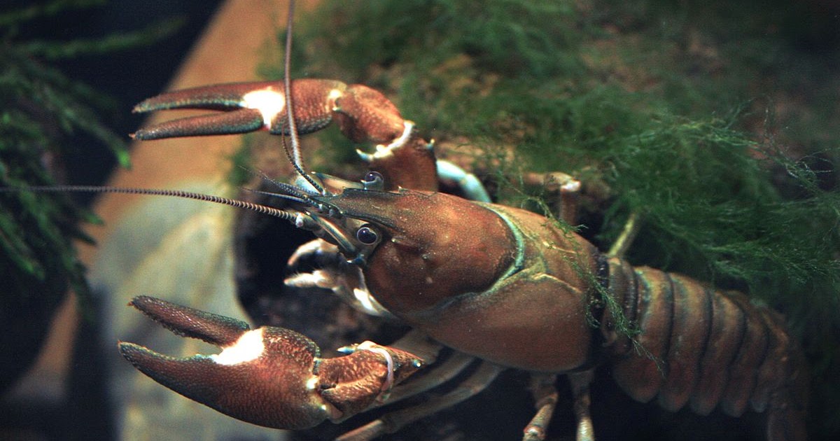 Encyclopedia of Trivia: Crayfish