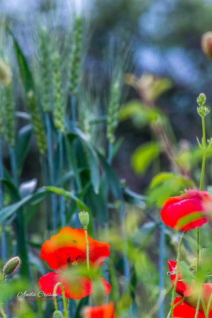 Un mac, doi maci...mulți maci