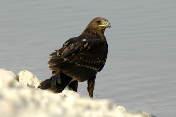 Spreebird wildlife: EAGLES OF PAKISTAN