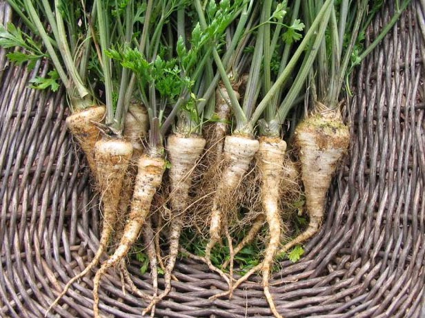 Seminte si plante de gradina hobby: Patrunjel de radacina