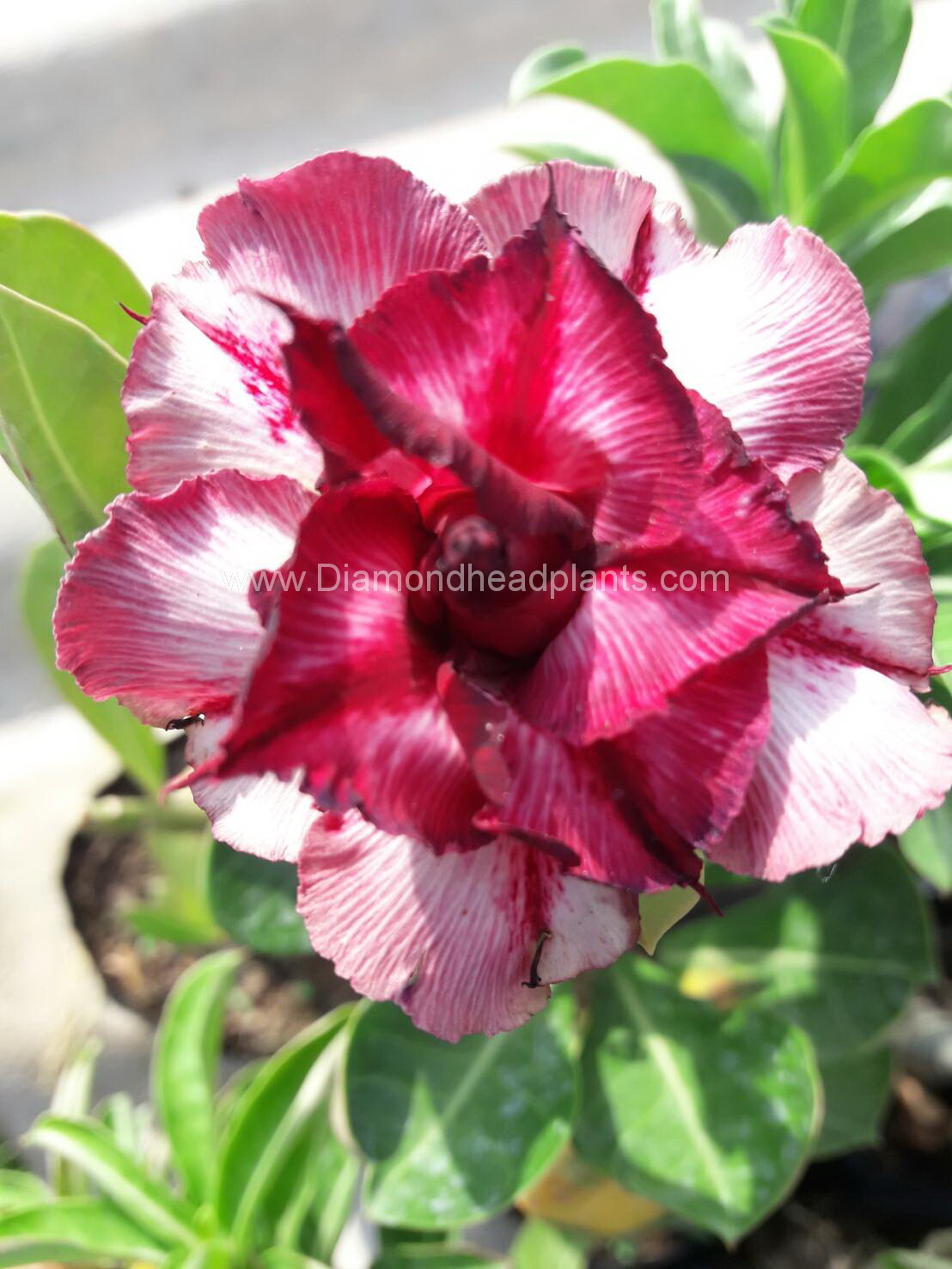 Adenium: New Adenium Catalog 2018-2019
