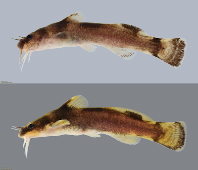 Virginia Tech Ichthyology Class : Mad About Madtoms, by Don Orth