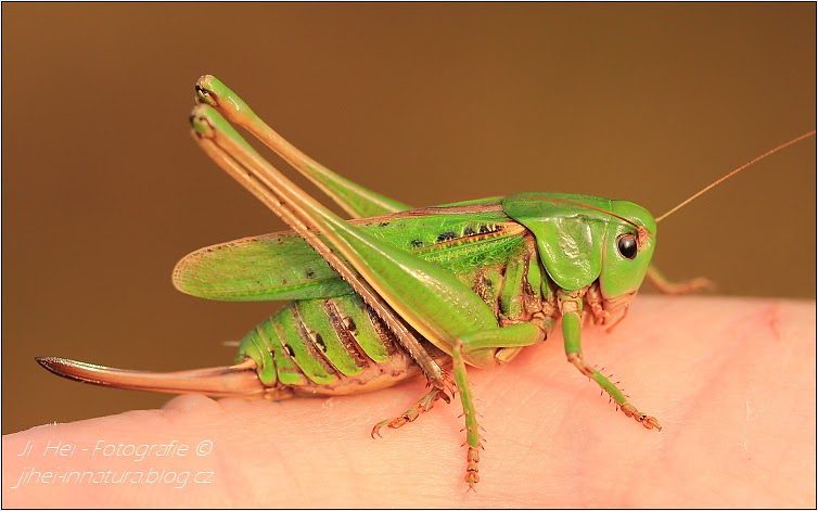 Fotografie přírody Ji Hei: Kobylka hnědá