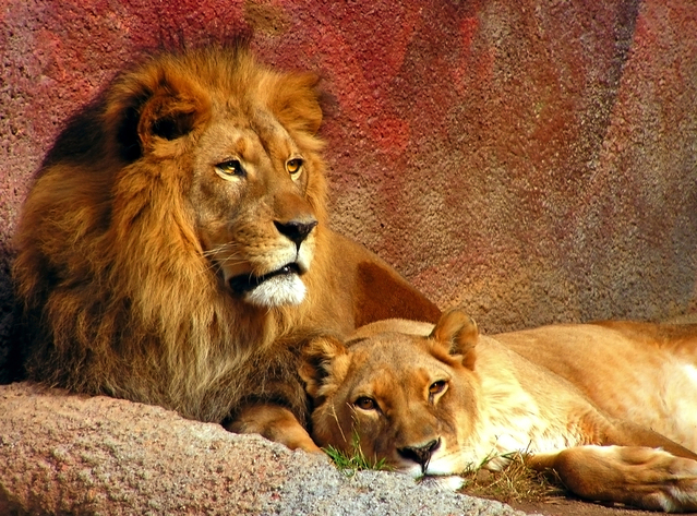 Interesting Facts About Lions interesting-facts-about-lions