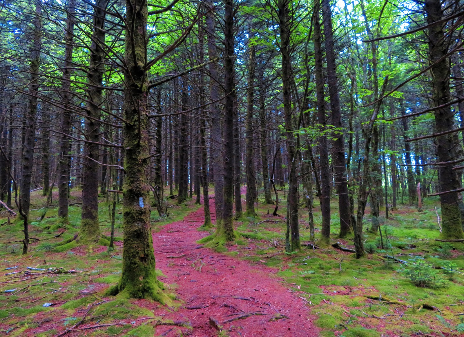 Tales From The Wood Booger: The Emerald Forest, Beauty Spot & Rock ...