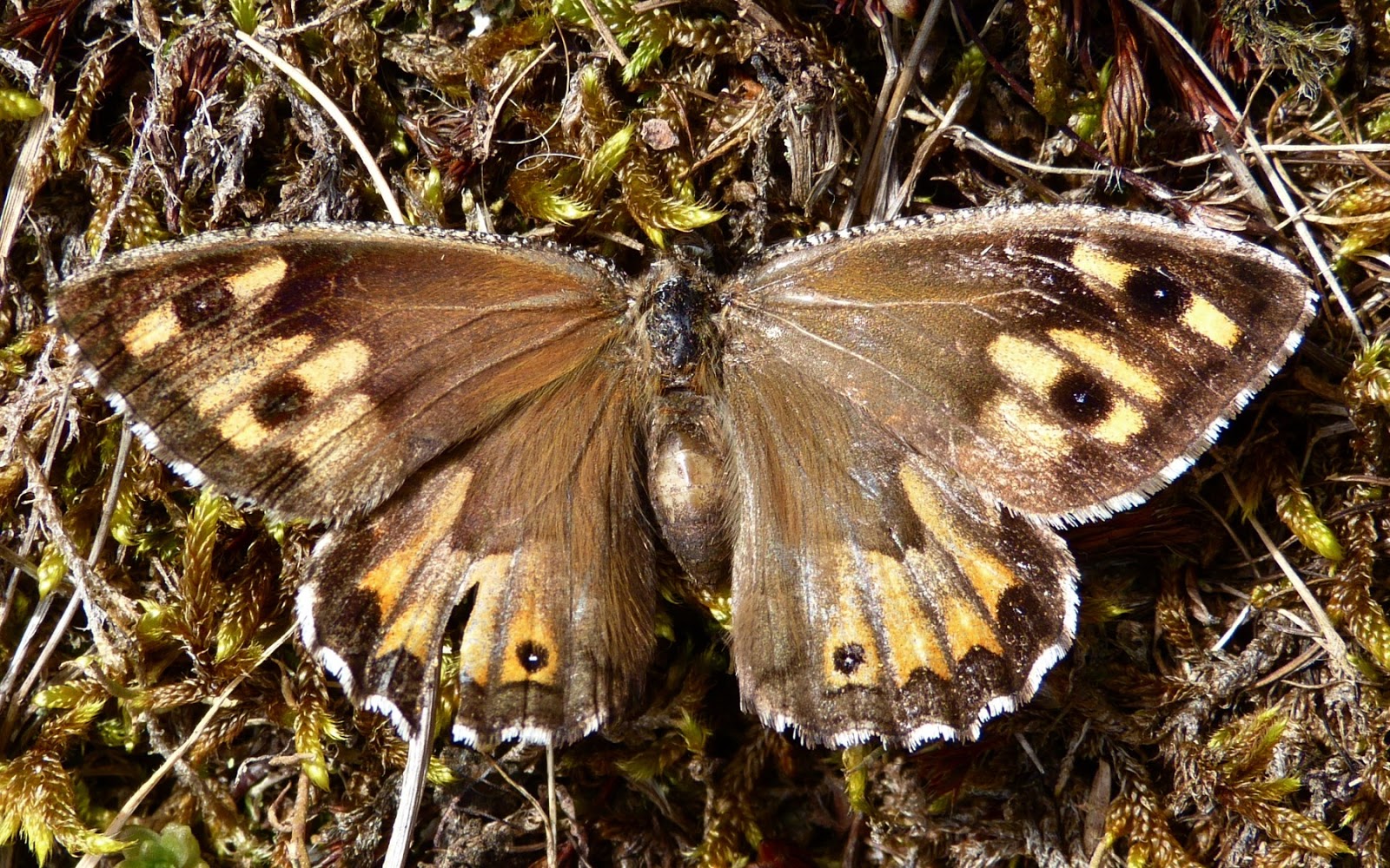 A Kilchoan Diary: A Week's Butterflies