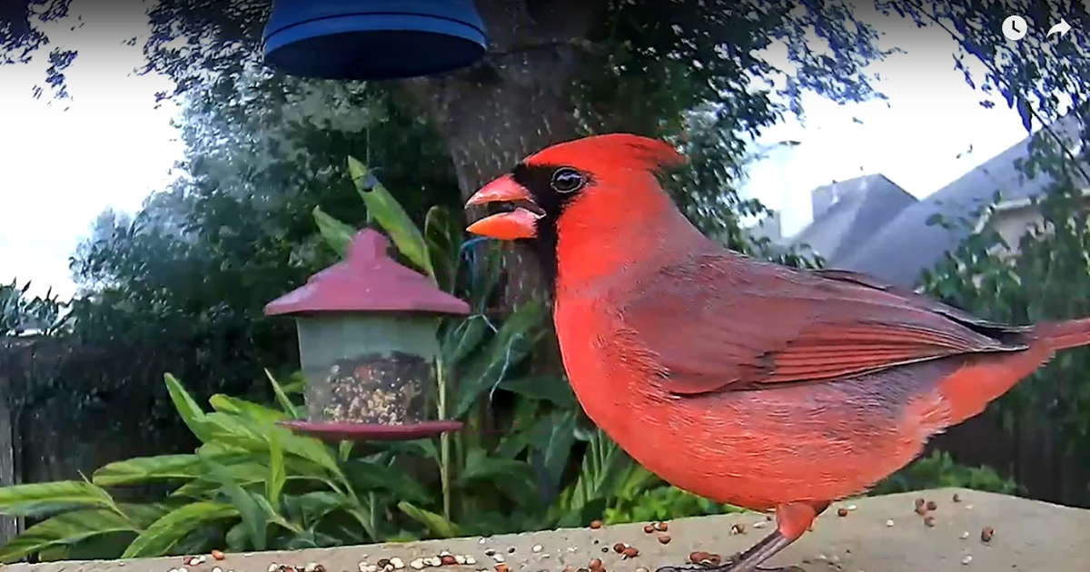 How to organize a “Zoom call” with birds - a new, DIY approach to bird ...