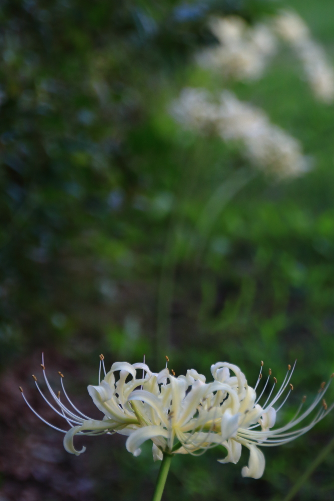 One Time One Meeting: Nostalgia in Asuka