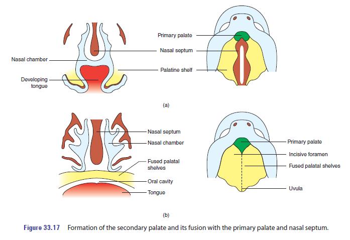 embryology 2 l Oral histology and biology MCQs for dental students ...