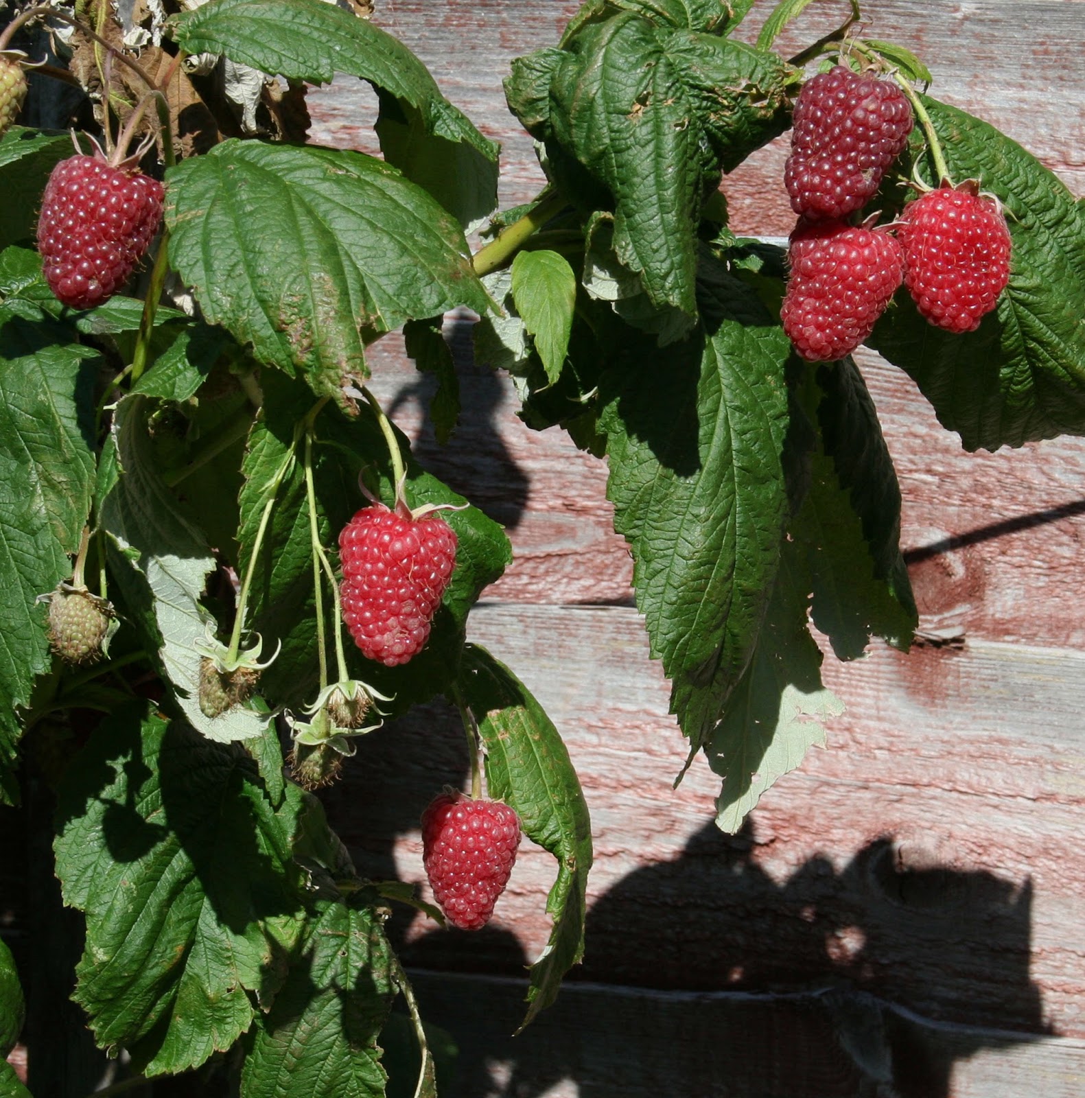 Scottish Artist and his Garden: REVIEW OF THE SOFT FRUIT SEASON