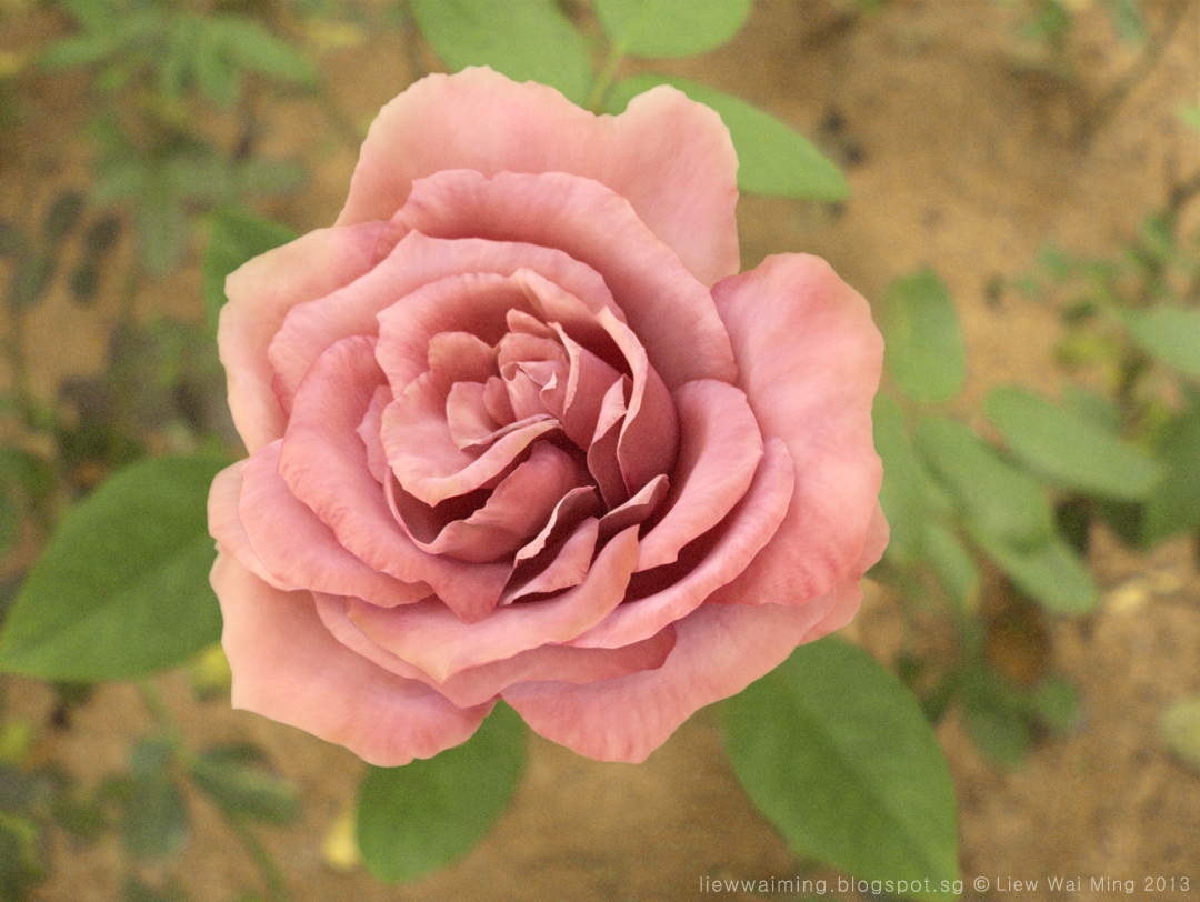 Liew Wai Ming Digital Arts: ZBrush Organic Model: The Pink Rose