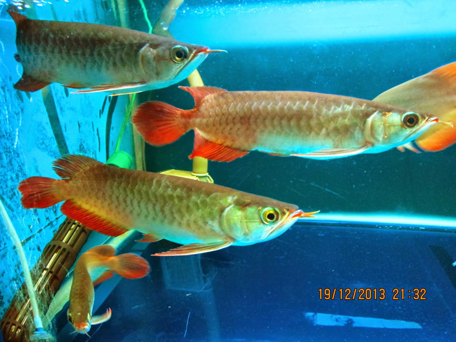 Arowana Keeping & Breeding in Aquarium: How to Search Thick Frame Green ...