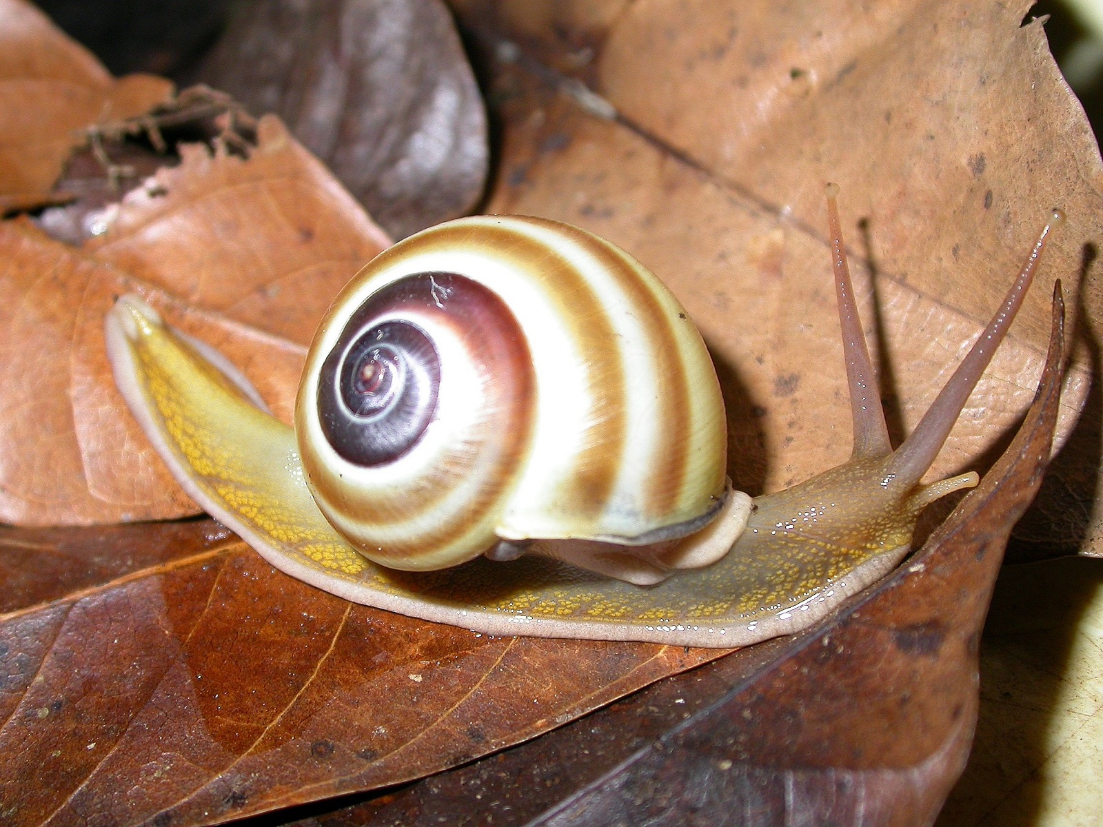 Real Monstrosities: Just a Little Chocolate Snail