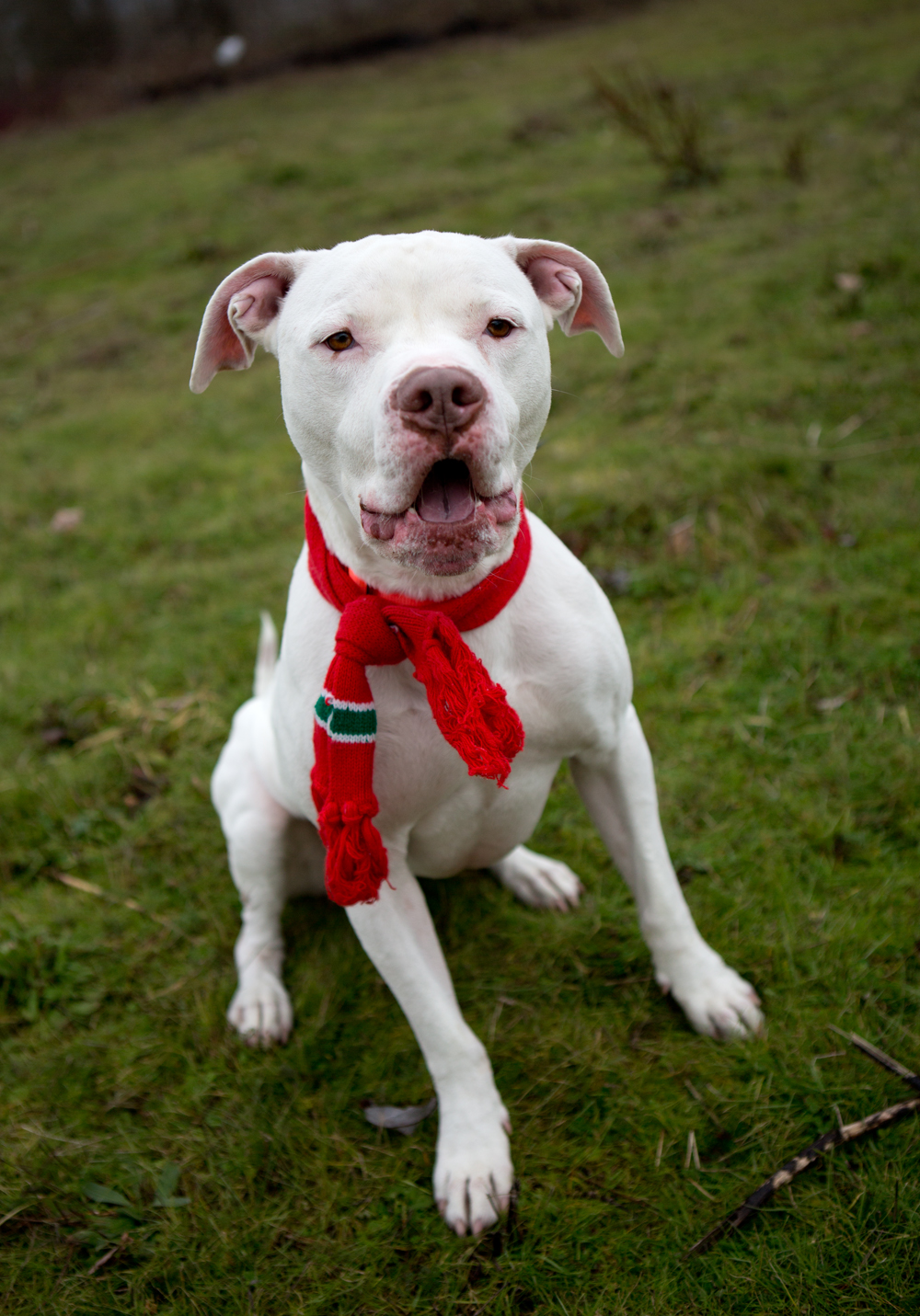 BEST FIND A PET TO ADOPT