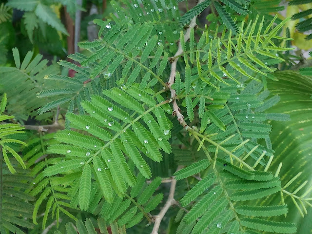 Dear Study: Shami plant and flower | छिकुर का पौधा | छिकुर का फूल ...