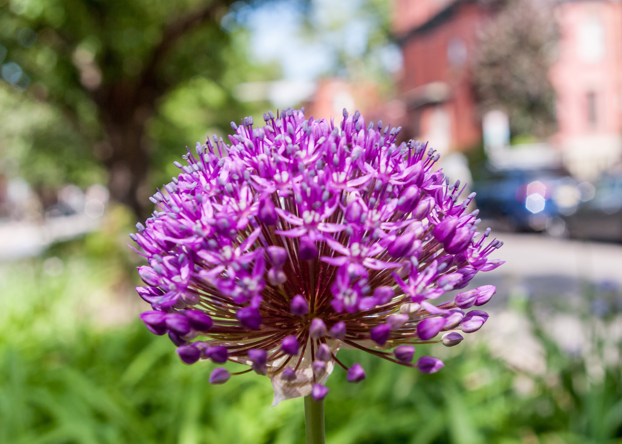 NEW SAVANNA: Spherical flowers in Hoboken's 11th St. flower beds