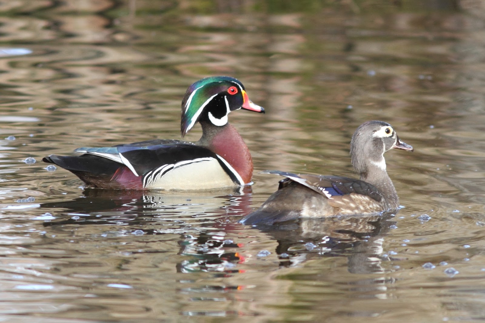 Louisiana Environmental Education Blog: Swamp Squealers and Snakes