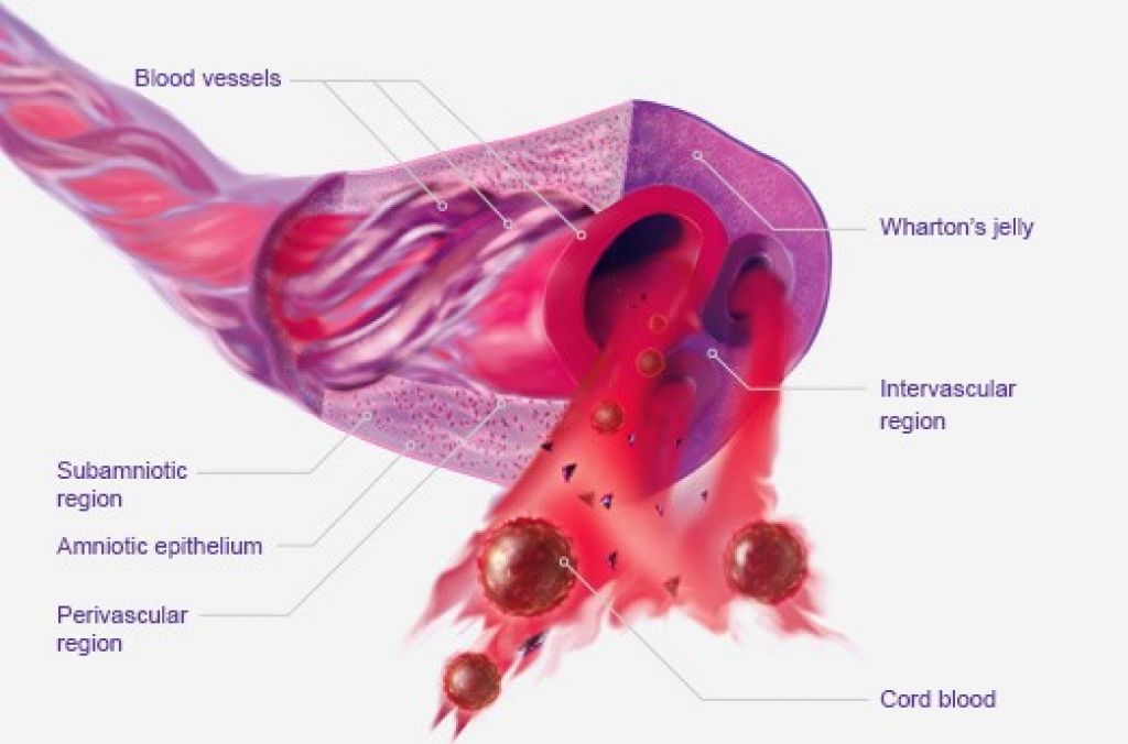 Risalah Husna: Yang Ibu Harus Tahu Tentang Sel Punca Dan Manfaatnya