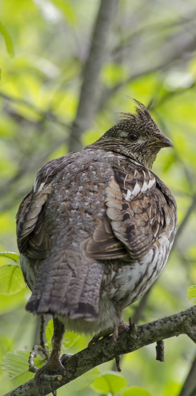 Ruffed grouse - About Wild Animals