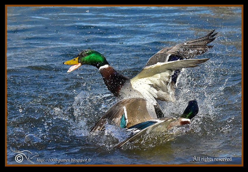 WILDLIFE GATEWAY: La beauté du Canard colvert
