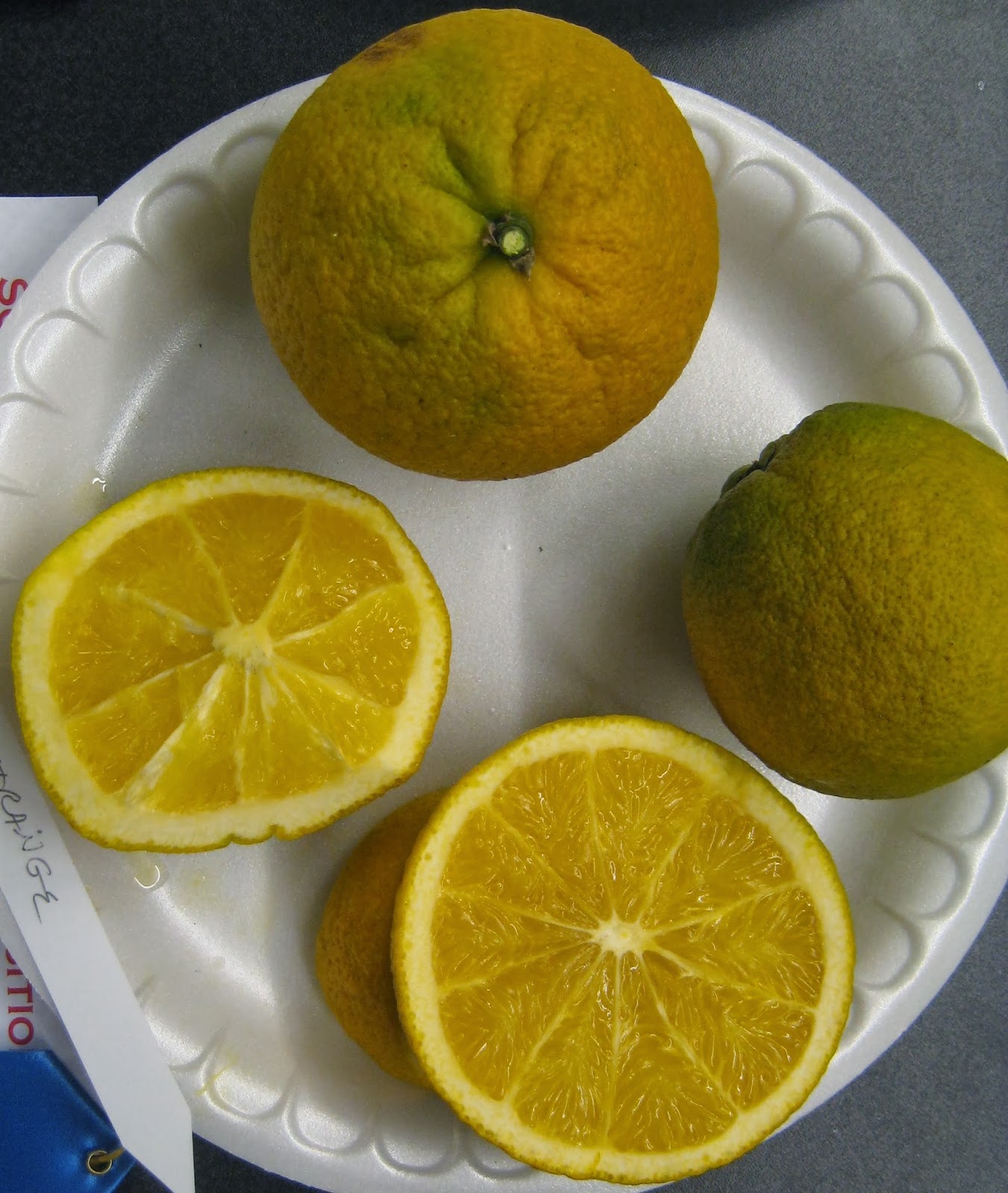 Hardy Citrus: Morton Citrange