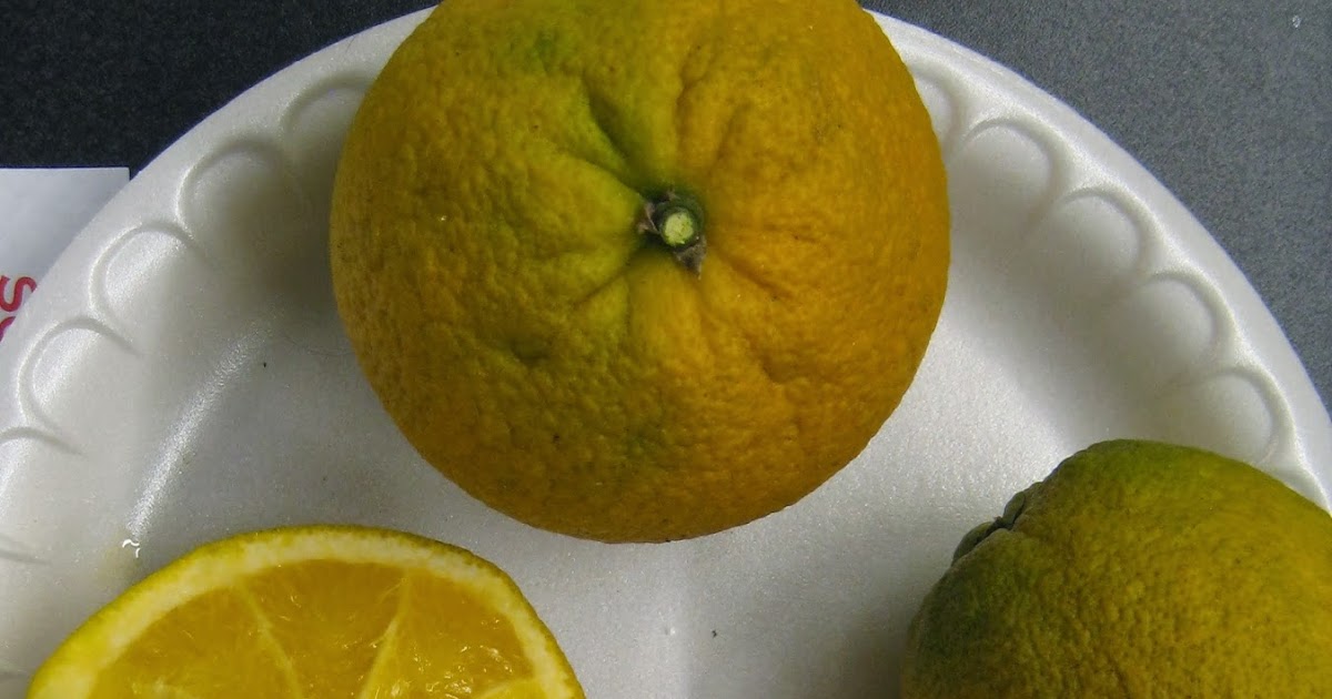 Hardy Citrus: Morton Citrange