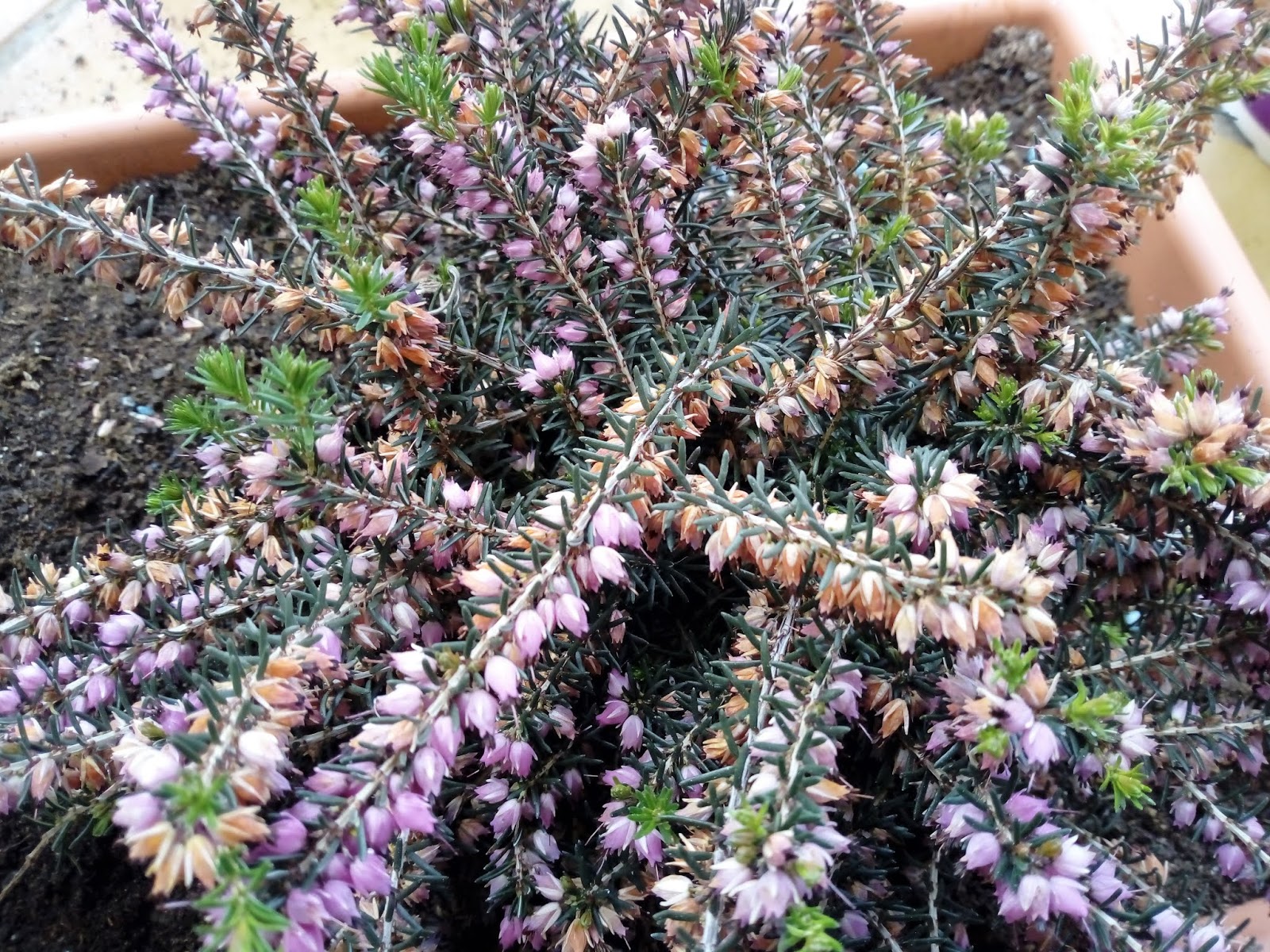 Biosfera vegetal.: Brezo rosado (Erica x darleyensis).