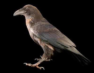 Biblioteca Camilo Castelo Branco VR: Sons da natureza | Os corvidae