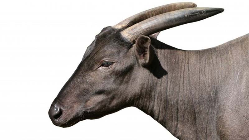 Sulawesi Tenggara, 'Bumi Anoa' yang Nyaris Nihil Anoa – Aksi