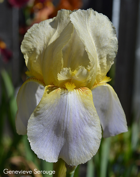 World of Irises: FRENCH IRIS FROM THE PAST NAMED AFTER LADIES
