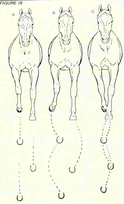 Horse Life and Love: Horse Action ....