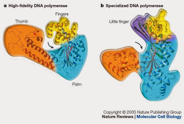 Ciencias de Joseleg: Las otras polimerasas de ADN