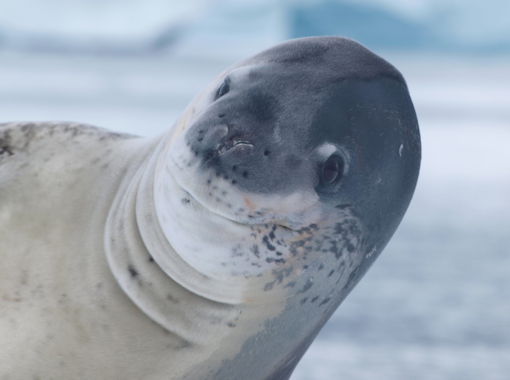 Libros de Santiago G. de la Vega: Foca Leopardo o Leopardo Marino ...