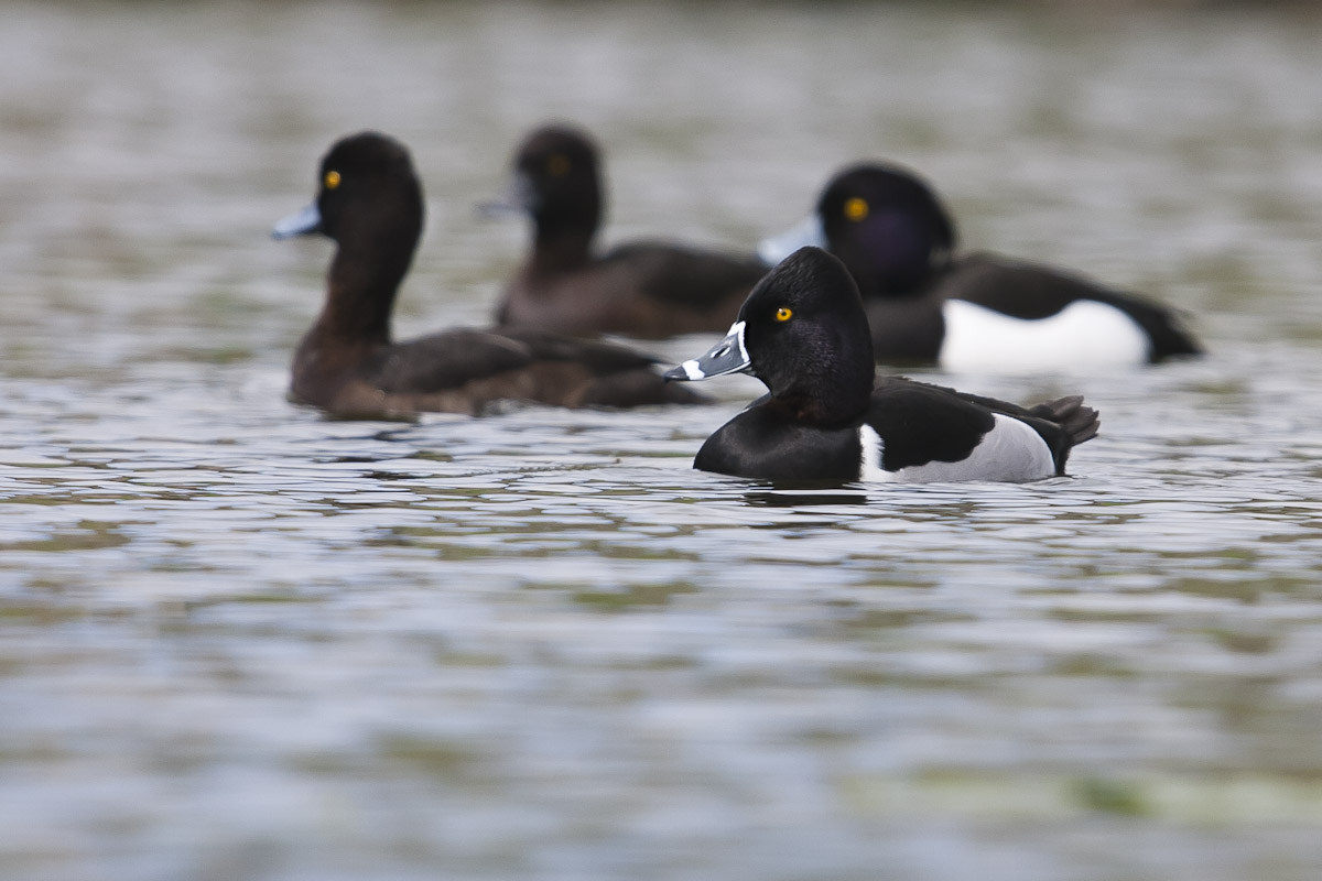Peregrine's Bird Blog: A Memorable Days Birding with a Belgian Visitor ...