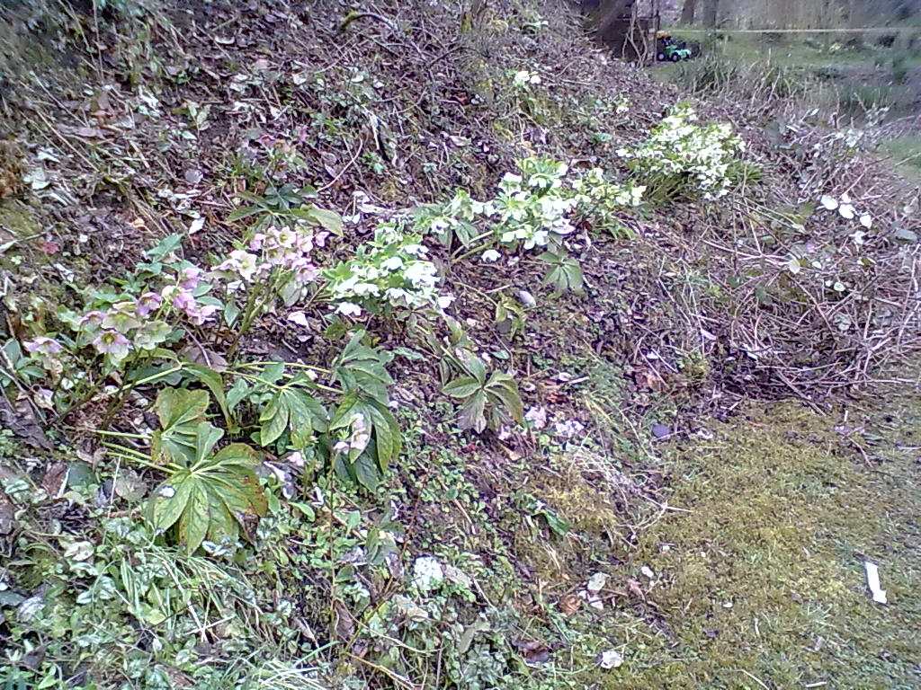Rachel the Gardener: Planting on banks and steep slopes: Part 1