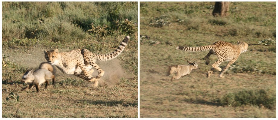 Outoppies Local is Lekker: Cheetah vs Fox