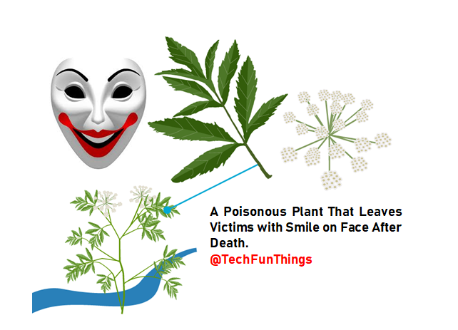 Hemlock Water Dropwort